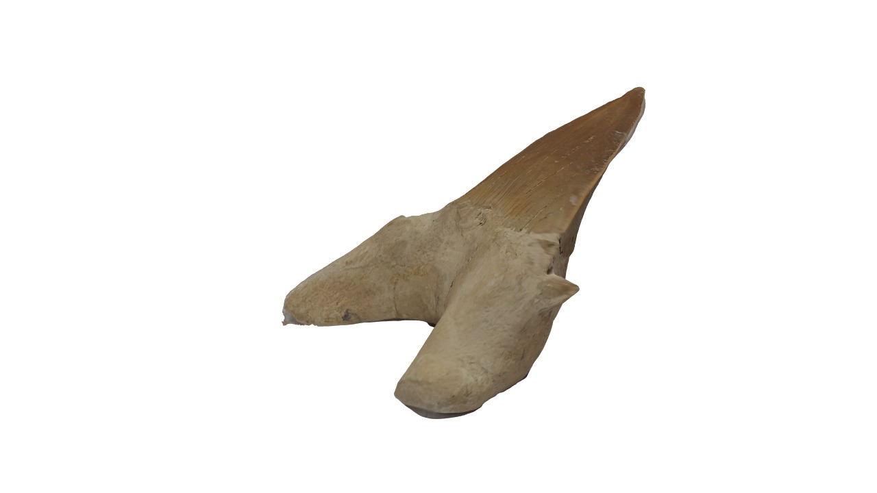 Sharktooth|Autodesk Online Gallery